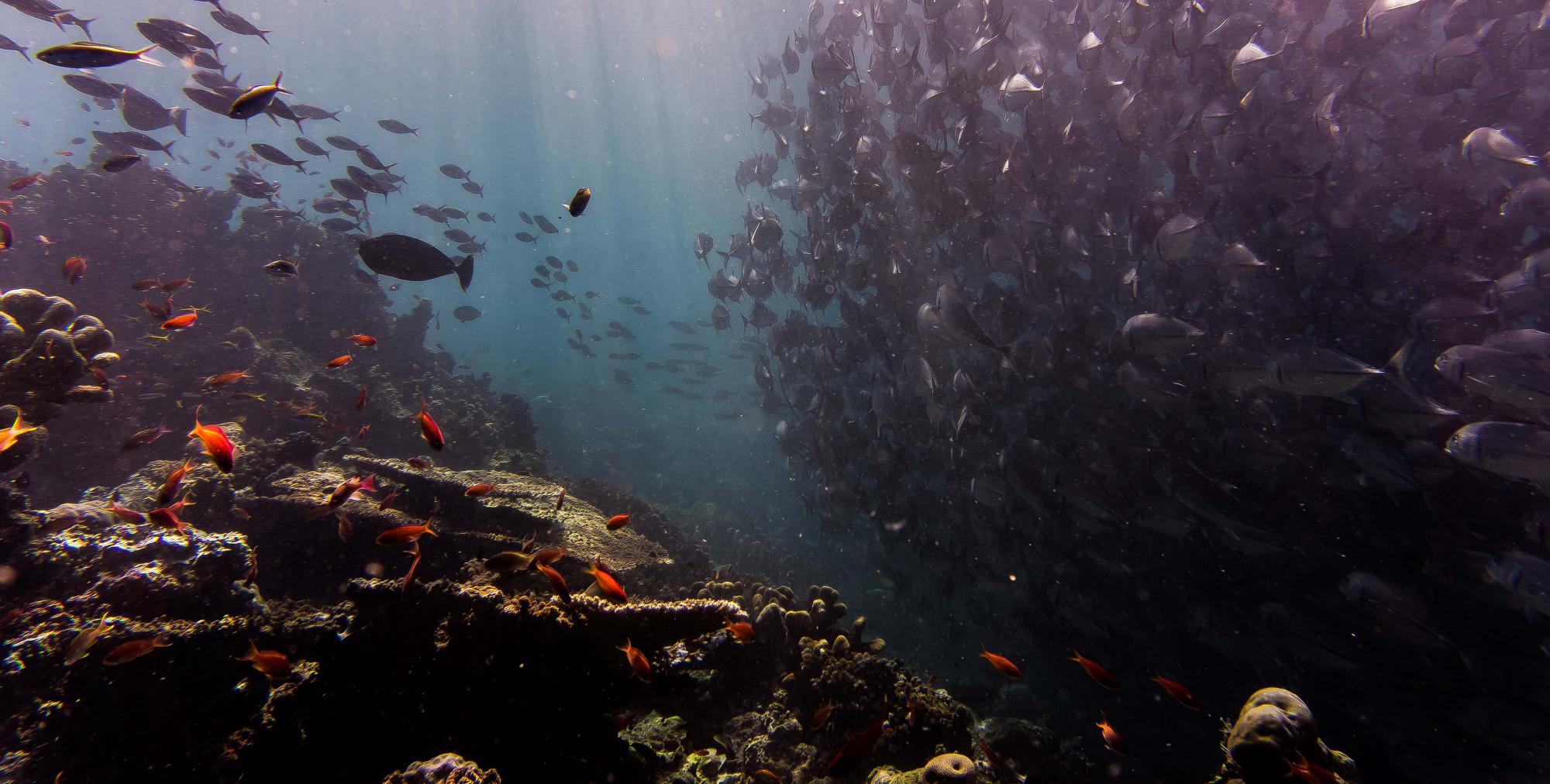 Conservation Collective - Donate