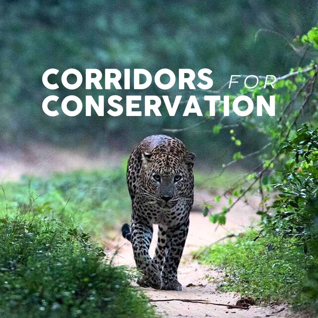 Conservation Collective - Protecting & Restoring The Natural World